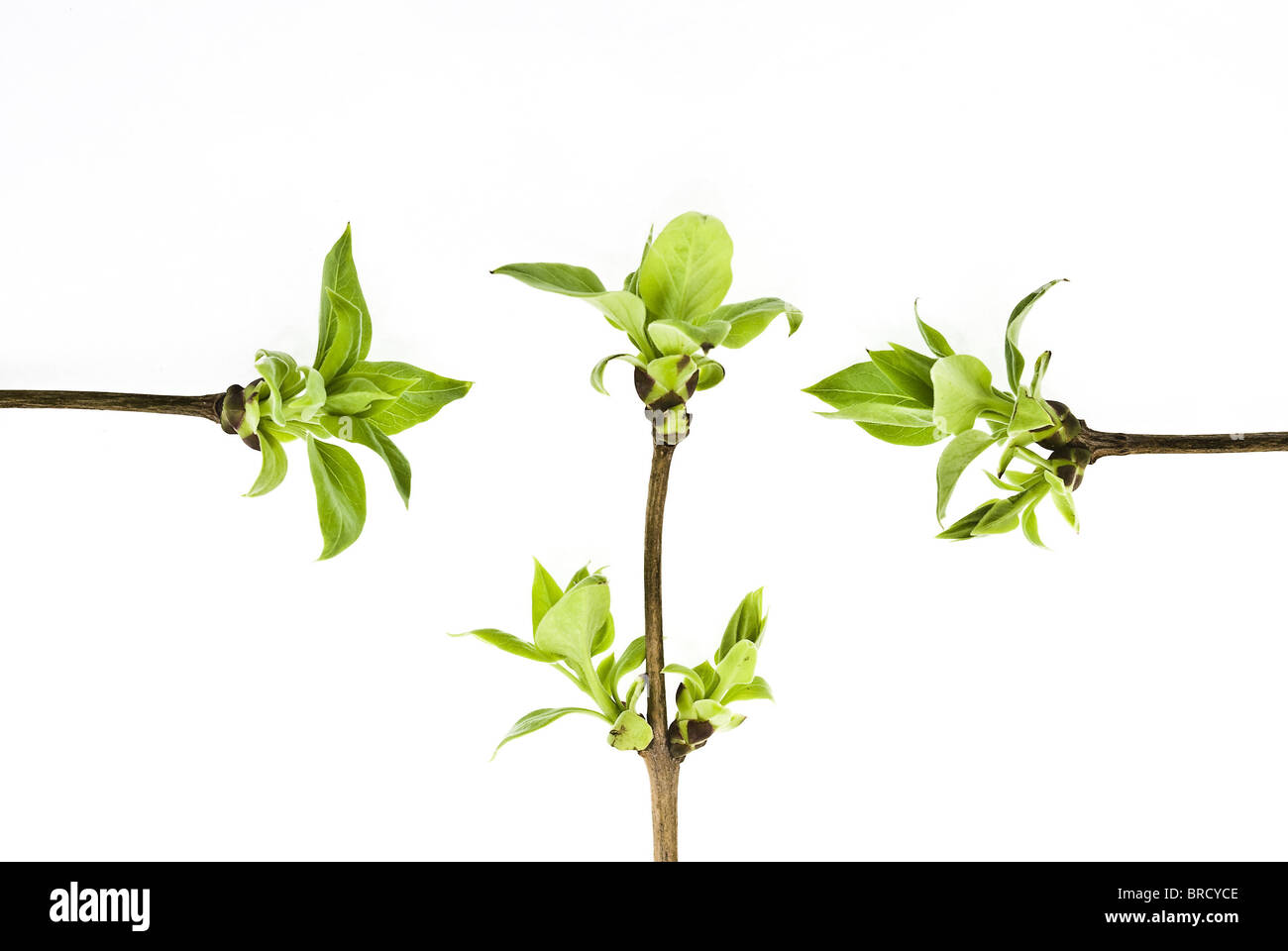 Branches lilac tree with spring buds isolated on white Stock Photo - Alamy