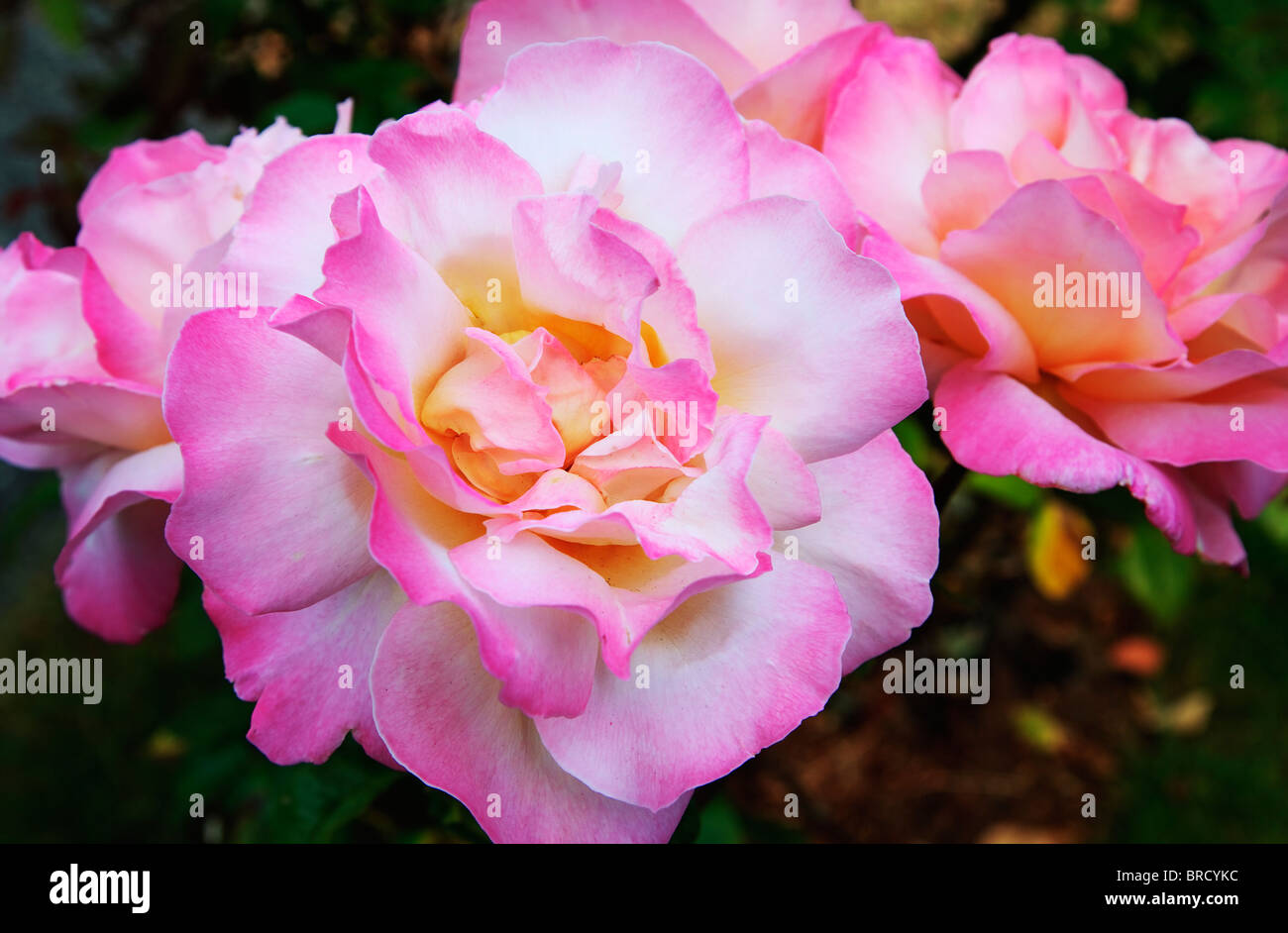 brightly colored roses in bloom Stock Photo - Alamy