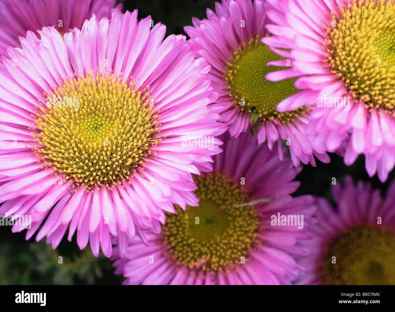 several pink asters in bloom Stock Photo - Alamy