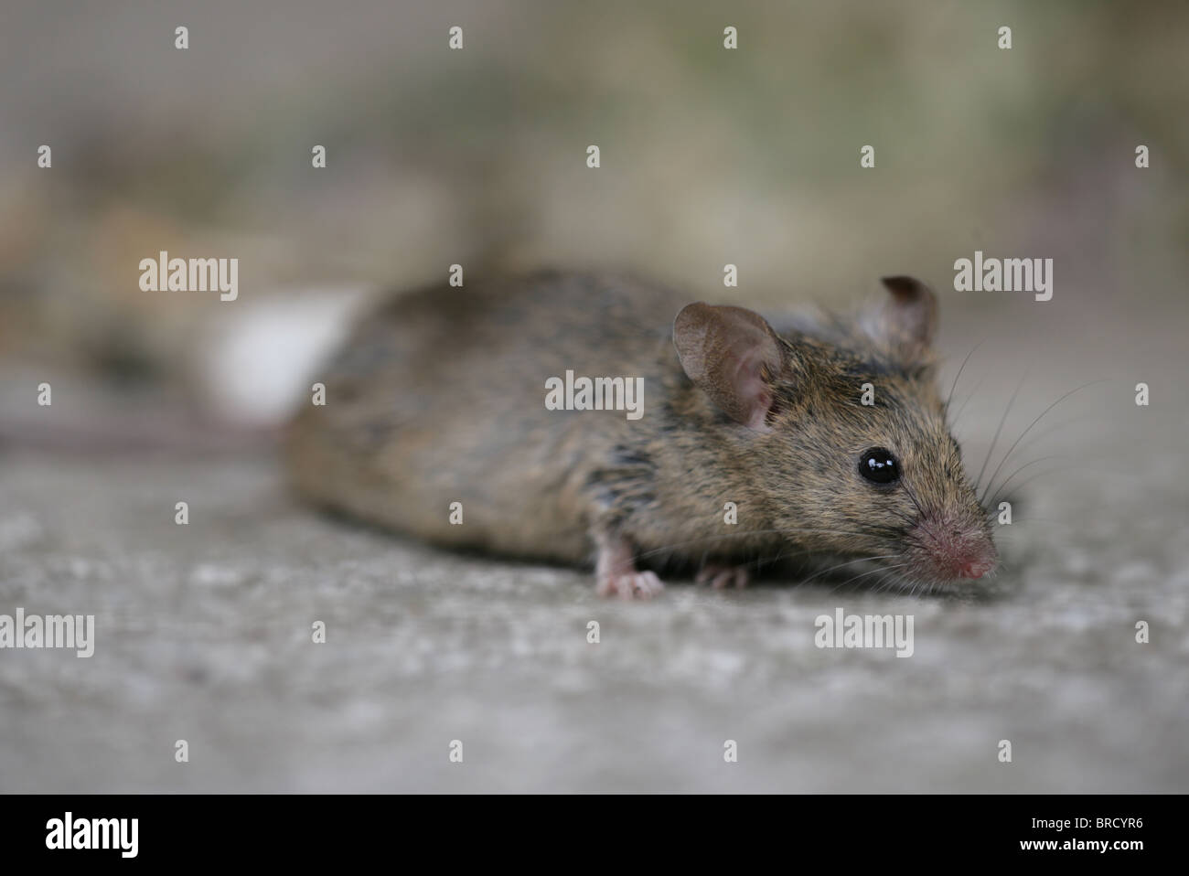 House Mouse Mus musculus Single adult portrait UK Stock Photo - Alamy