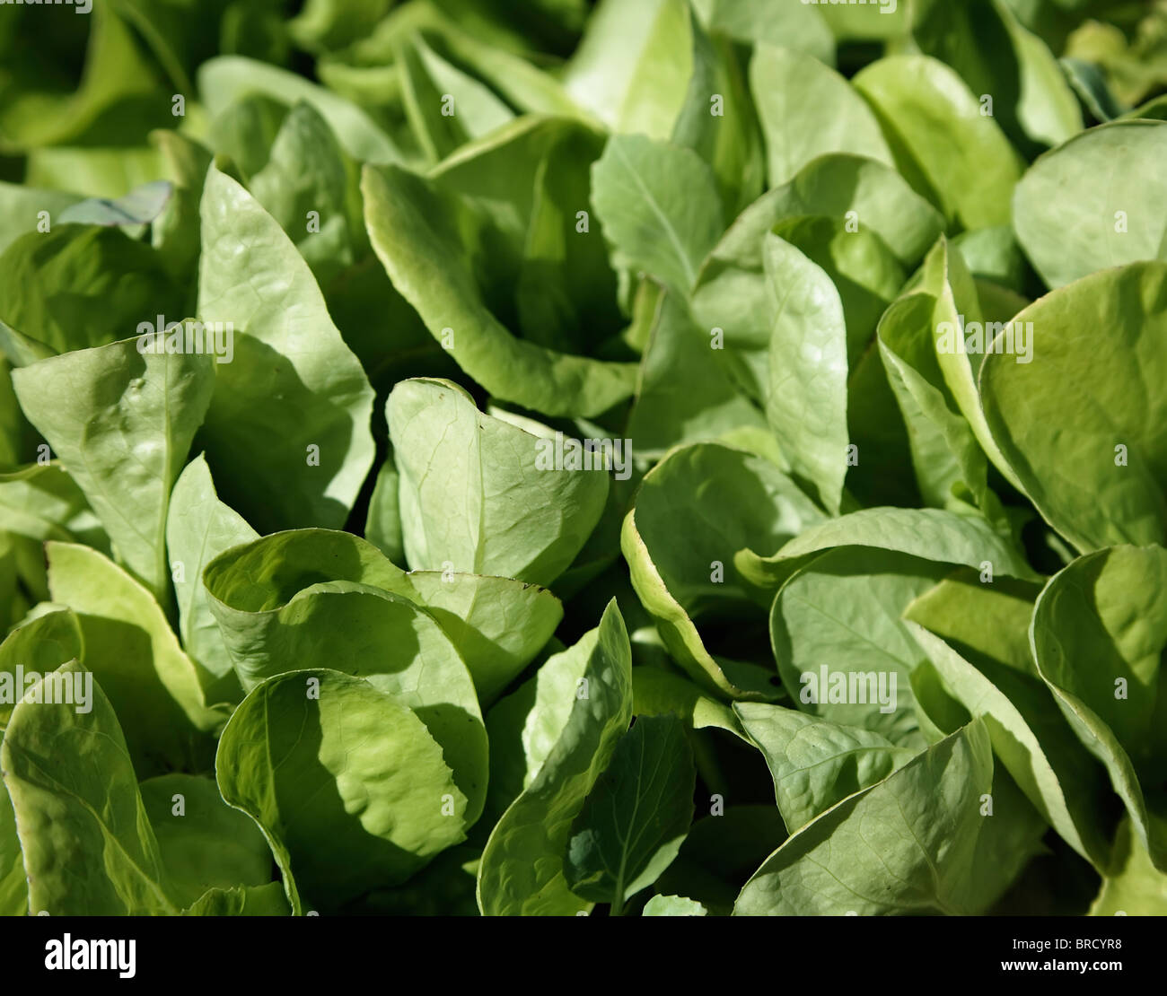 patch of spinach Stock Photo - Alamy