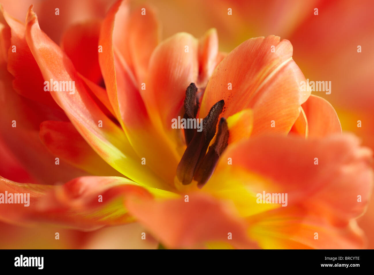 Study of tulip hi-res stock photography and images - Alamy