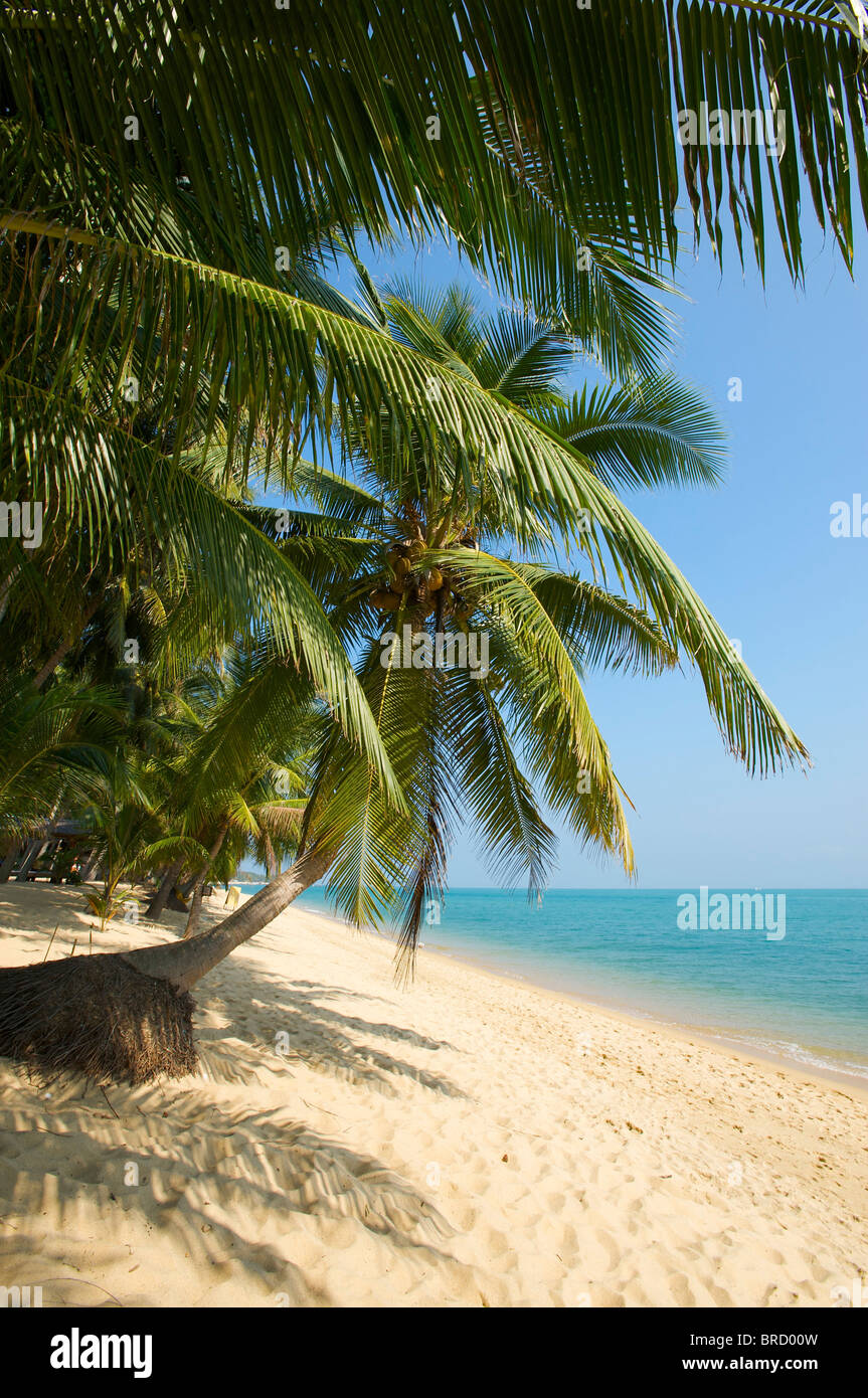 Nam nam tree hi-res stock photography and images - Alamy