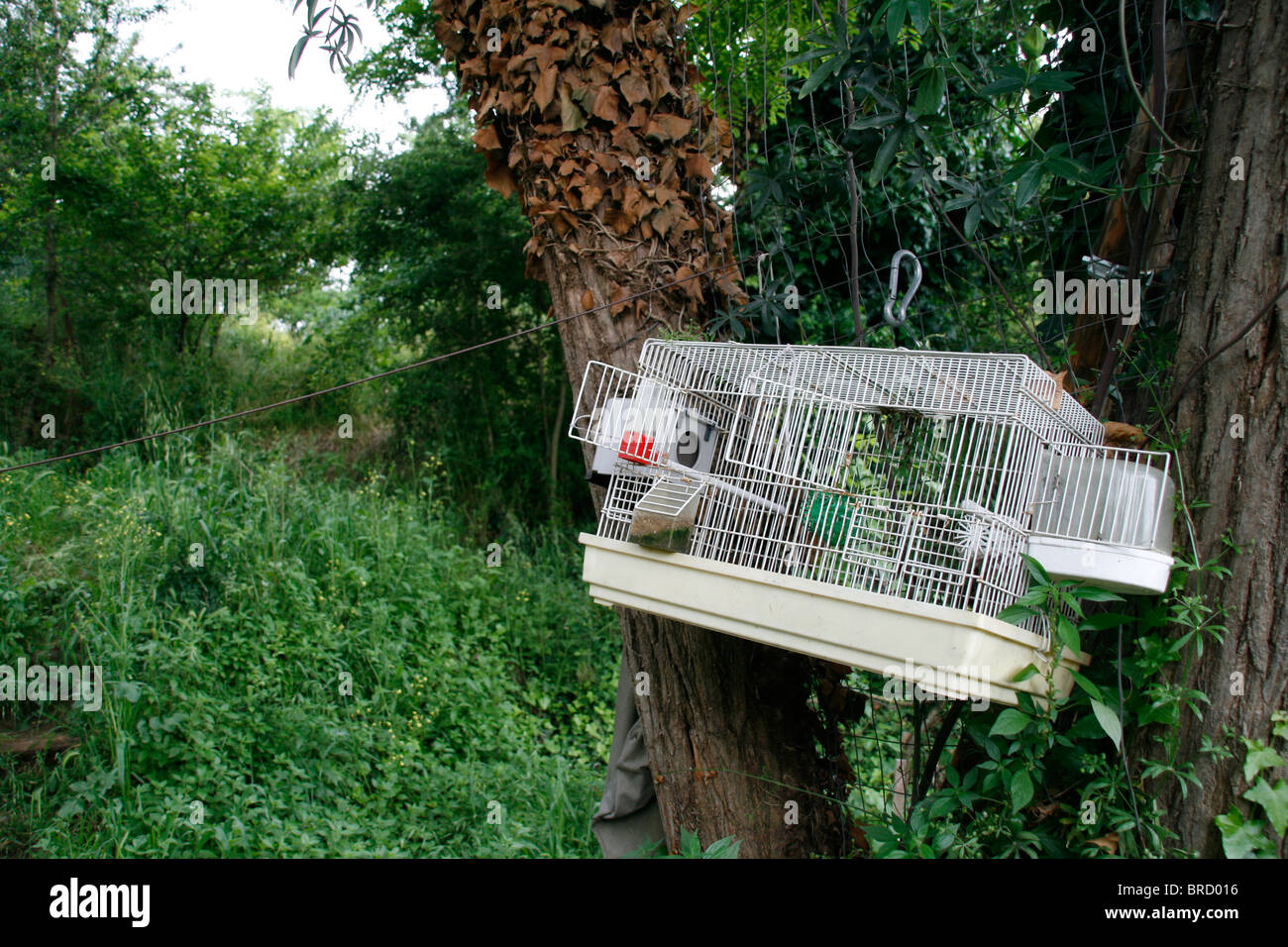 one bird cage on tree in woods in countryside Stock Photo - Alamy