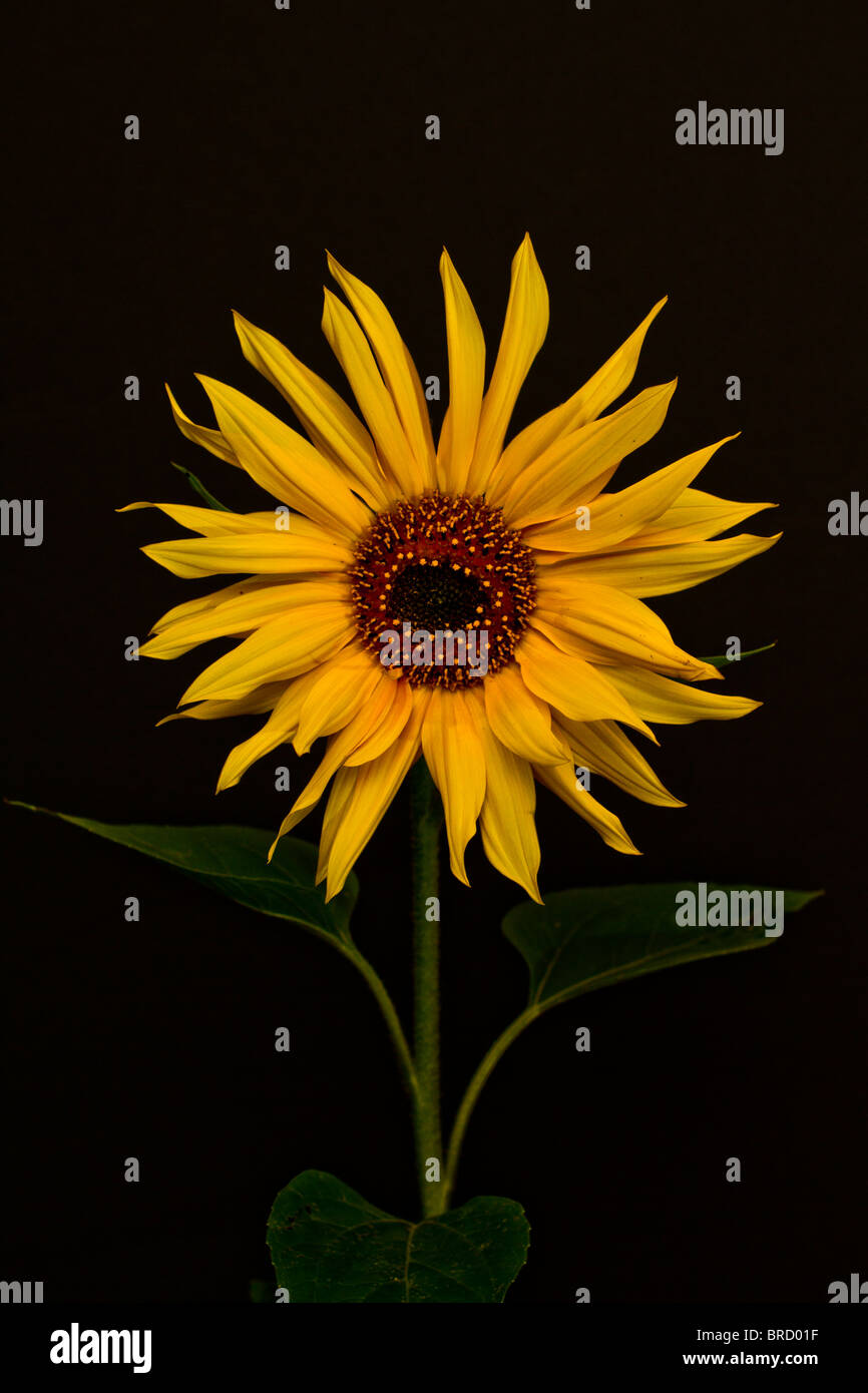 A Sunflower in Black Background Stock Photo - Alamy