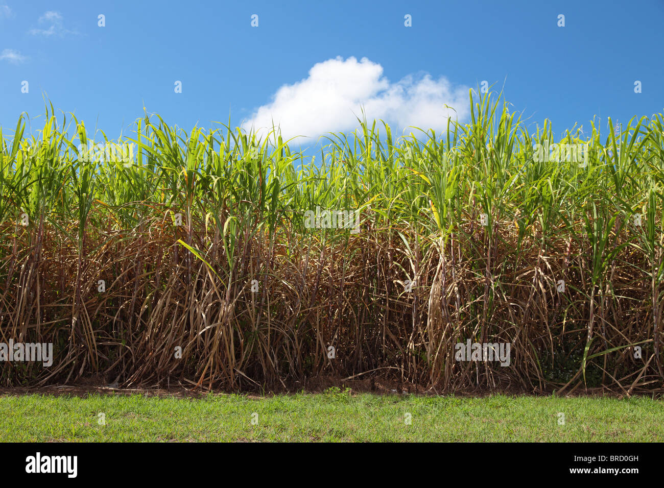 Typical sugarcane field in Eastern Australia Stock Photo - Alamy