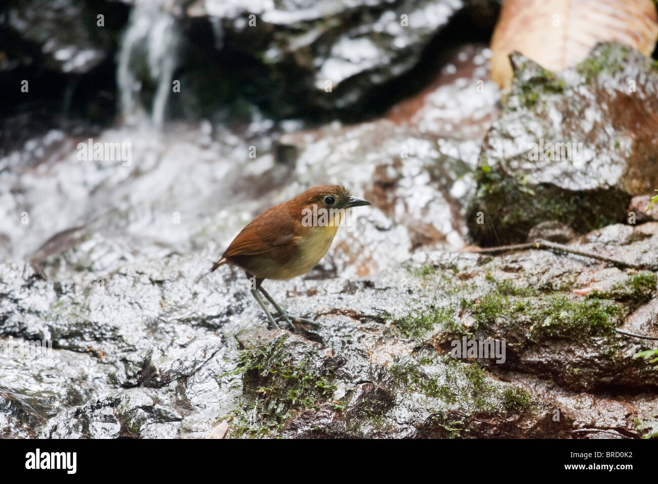 Yellow-breasted Antpitta (Grallaria flavotincta Stock Photo - Alamy