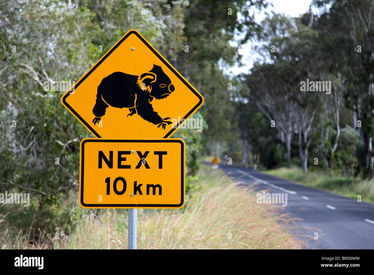 Road sign warning about crossing koalas. Typical road sign in Eastern ...