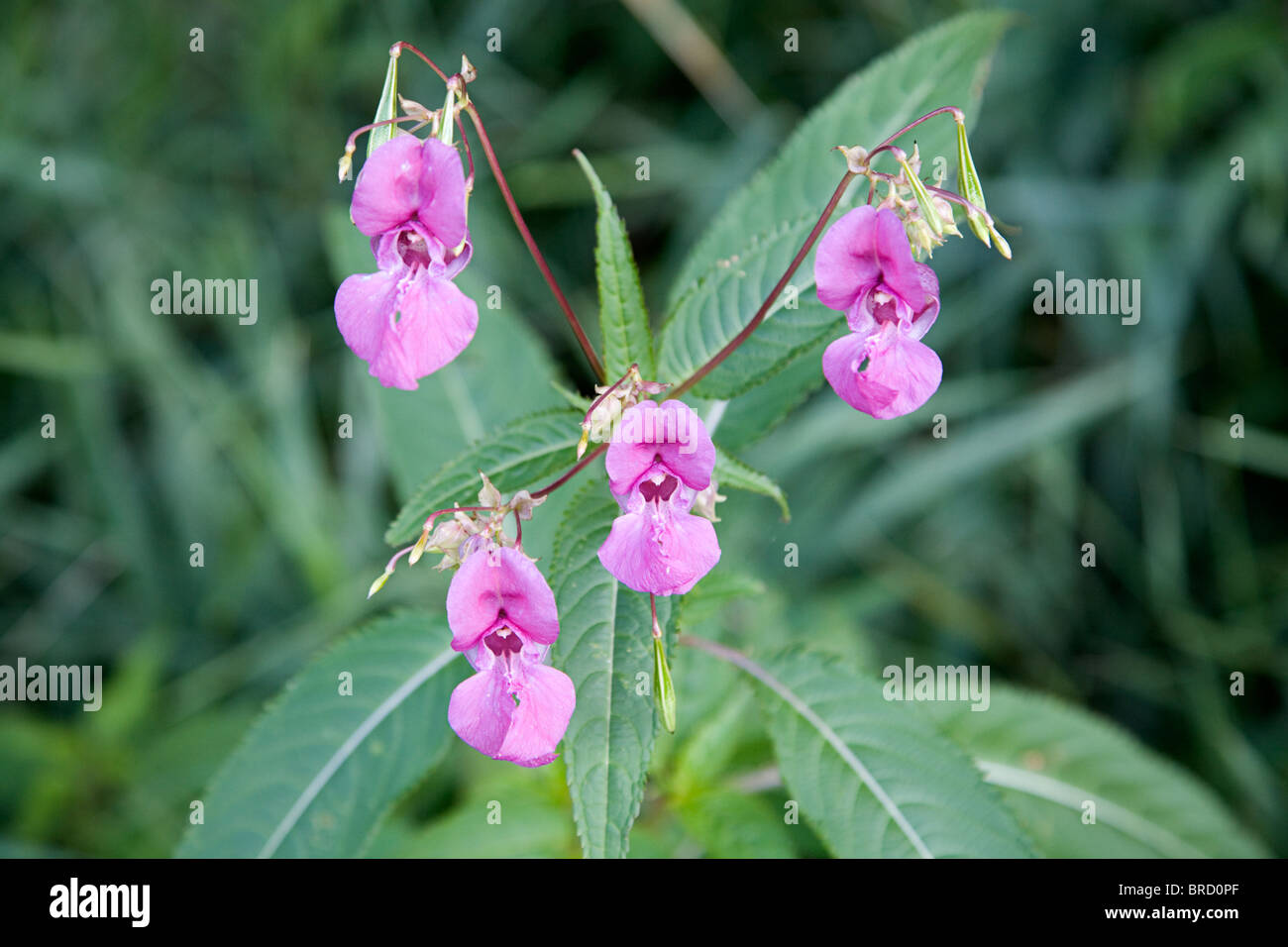 Pink flowers and seeds of Himalayan Balsam (Impatiens glandulifera ...