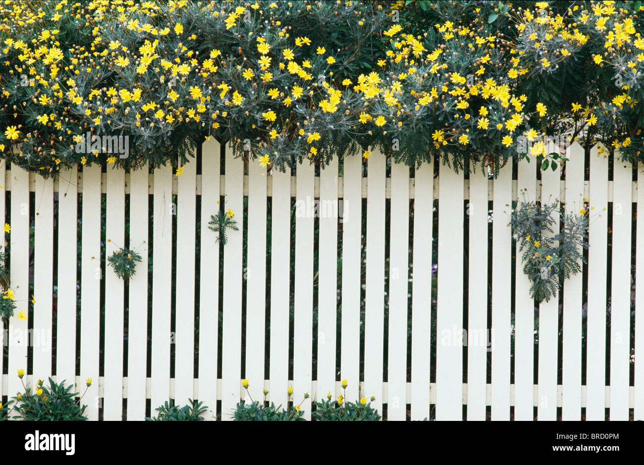 Hedges and fences hi-res stock photography and images - Alamy