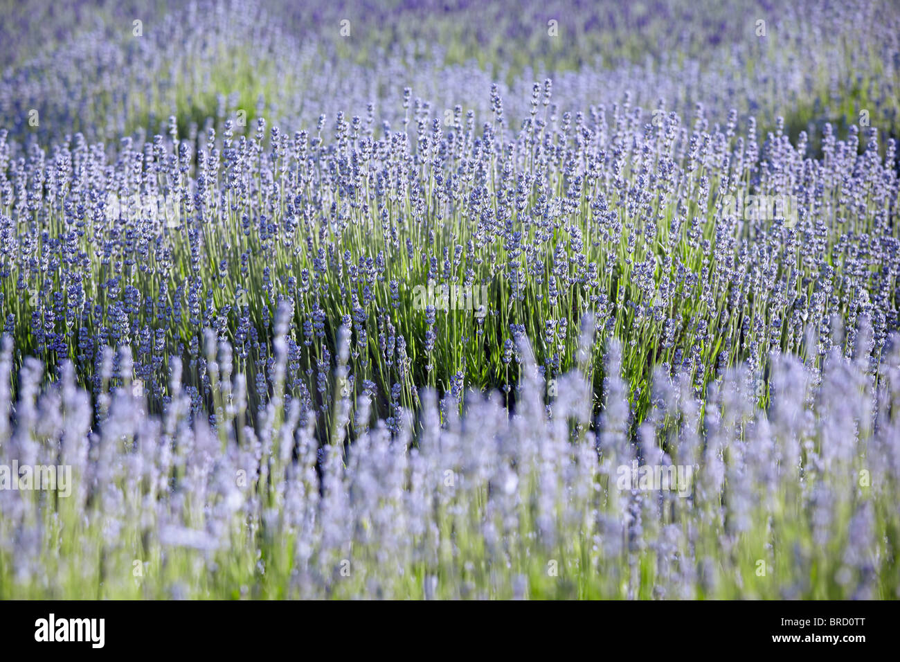 Lavender fields in flower, Cotswolds, England Stock Photo - Alamy