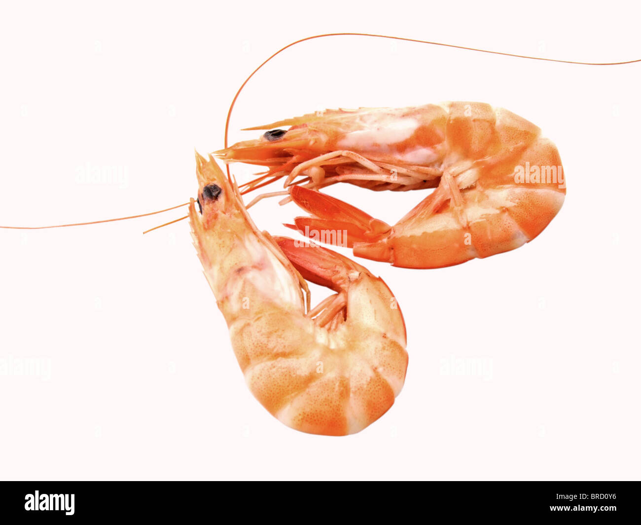 Two shrimps over white background Stock Photo - Alamy