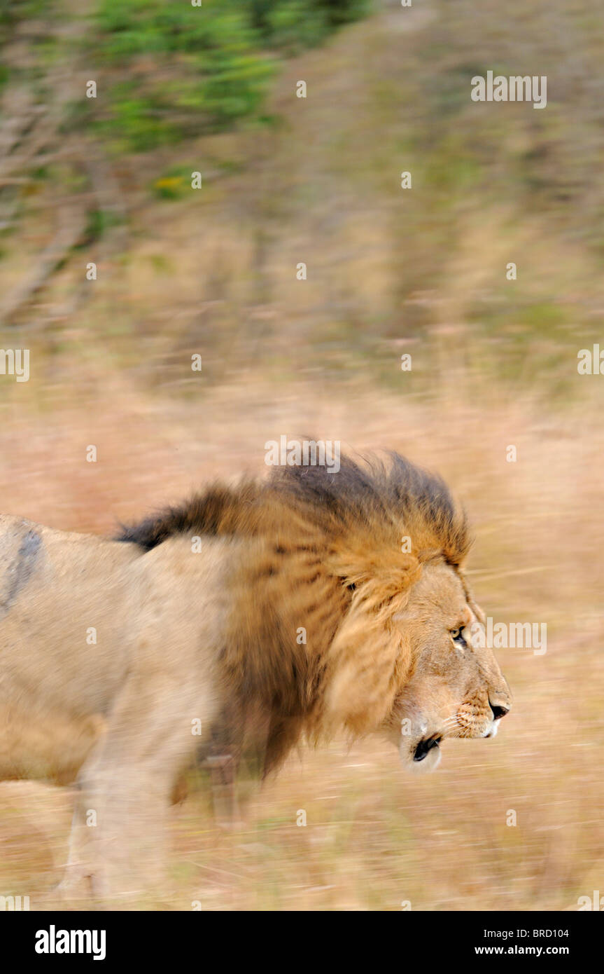 Male lion moving in the forests of Masai Mara, Kenya, Africa Stock ...