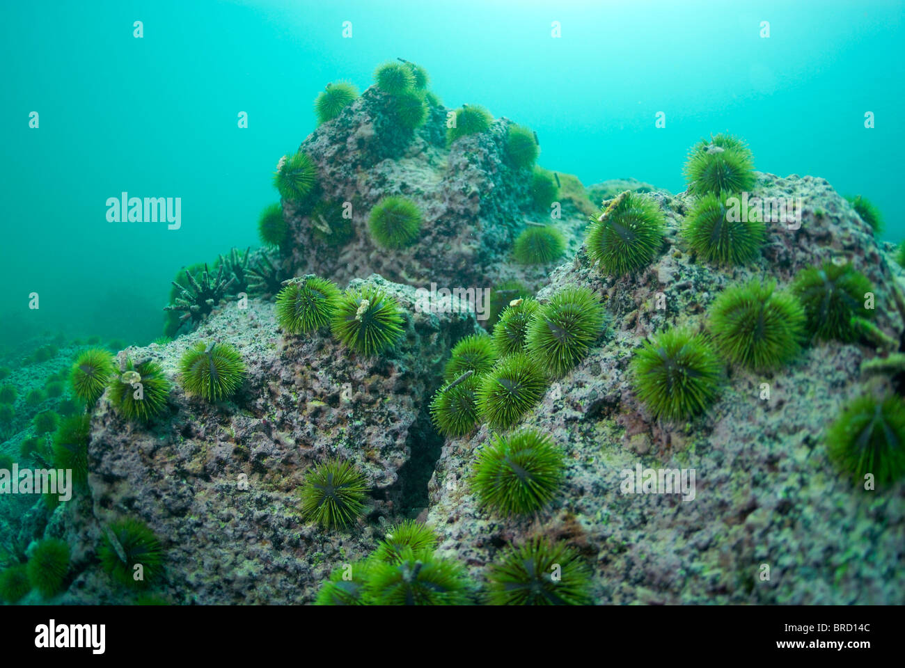 Green Sea Urchins (Lytechinus semituberculatus) on rock, underwater ...