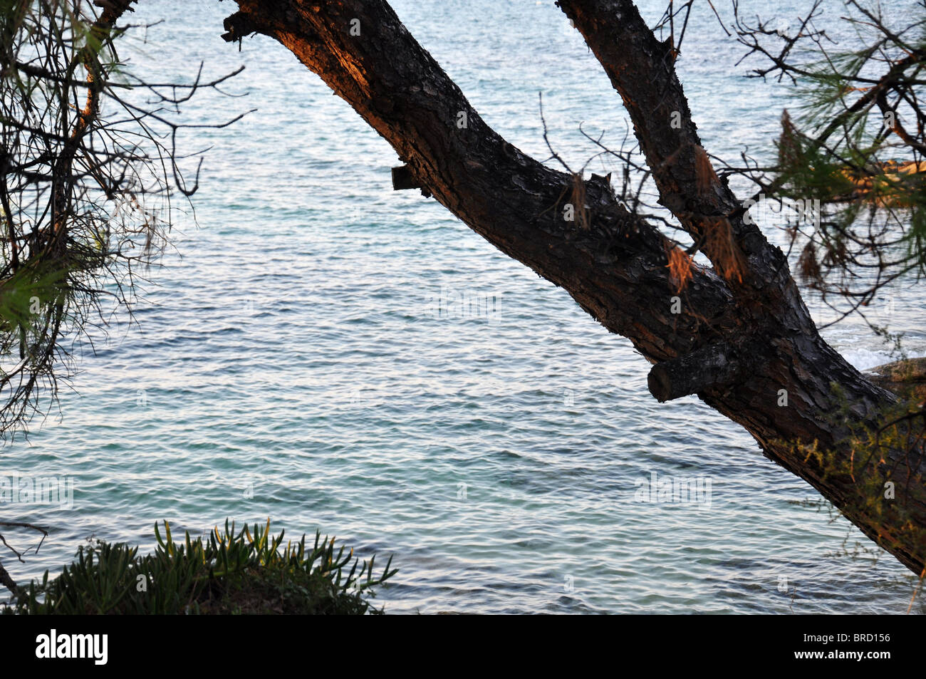 pine branch over water Stock Photo - Alamy