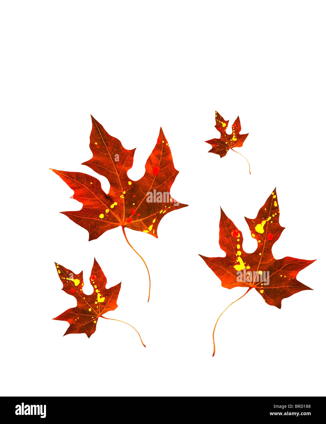 Autumnal red leaves border isolated on white with copy space Stock ...