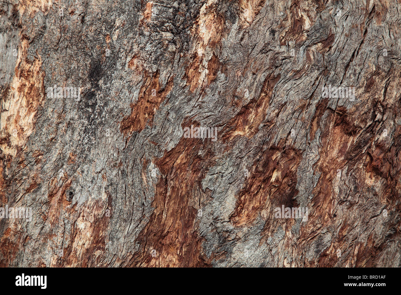 Fine background texture of bark Stock Photo - Alamy