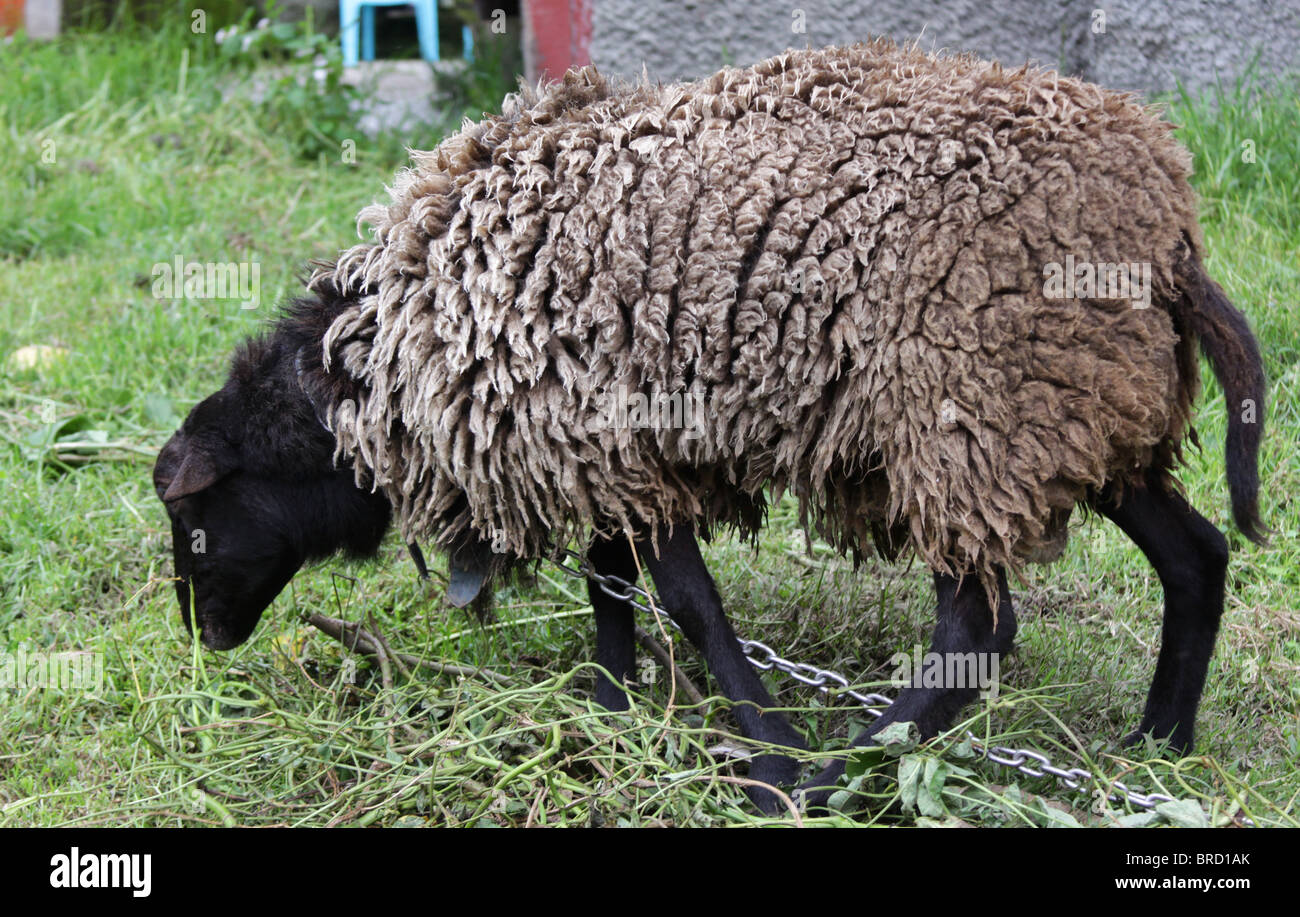 Ovis aries (sheep) pasturing in a rural farm in Chiriqui, Panama Stock ...