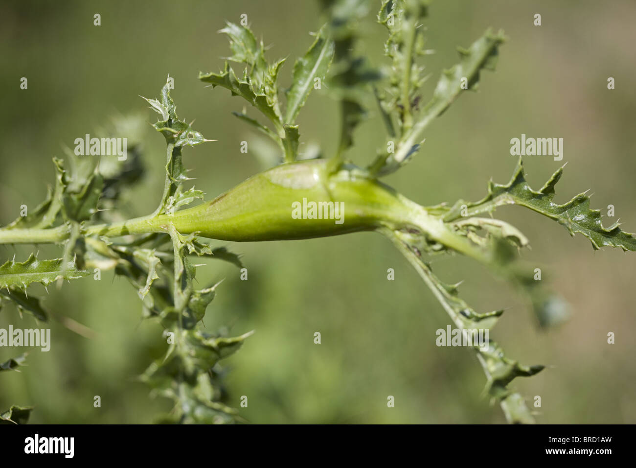 Gall of the Thistle Gall Fly (Urophora cardui), Holland Stock Photo - Alamy