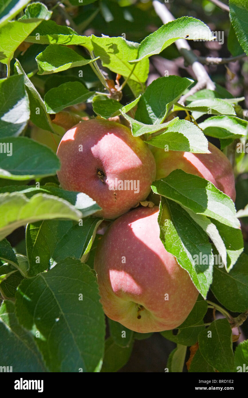 Apple plantation ripe fruits growing hi-res stock photography and ...