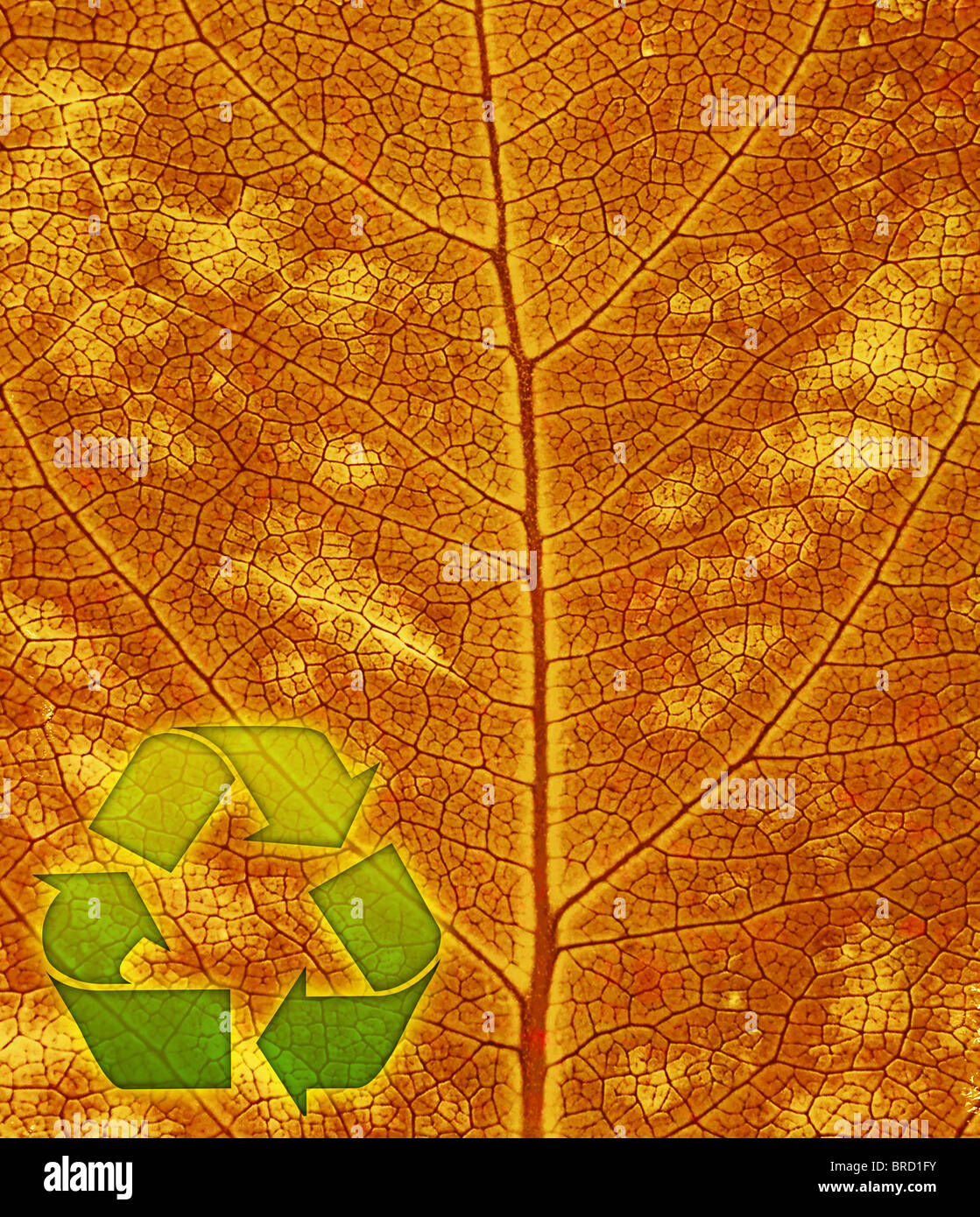 Recycle symbol on the leaf background Stock Photo - Alamy