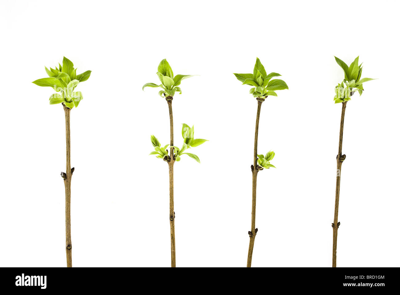 Branches lilac tree with spring buds isolated on white Stock Photo - Alamy