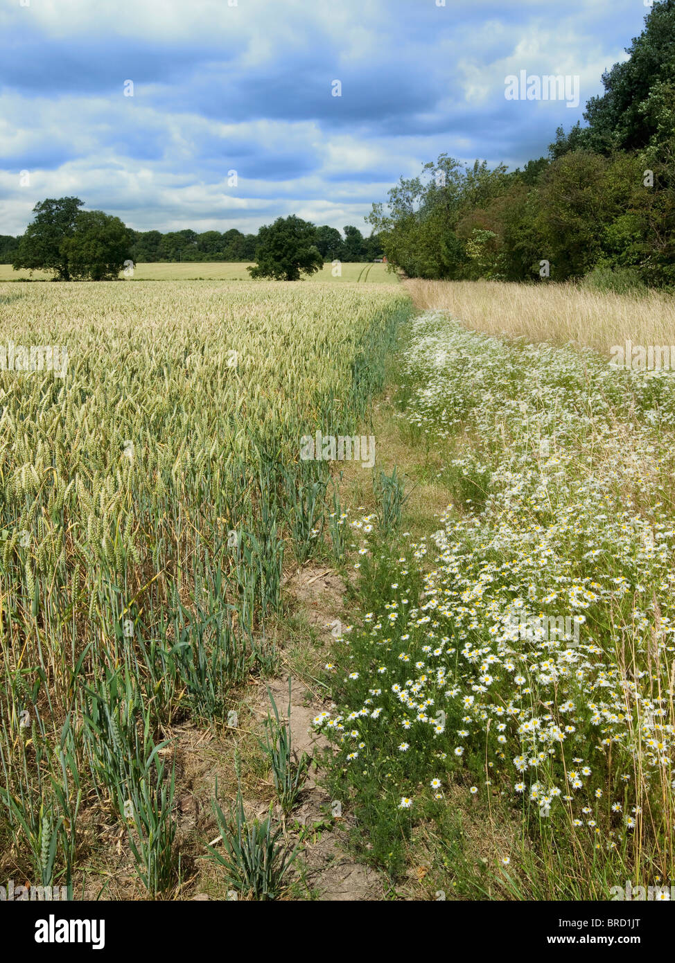 crops growing in a field Stock Photo - Alamy