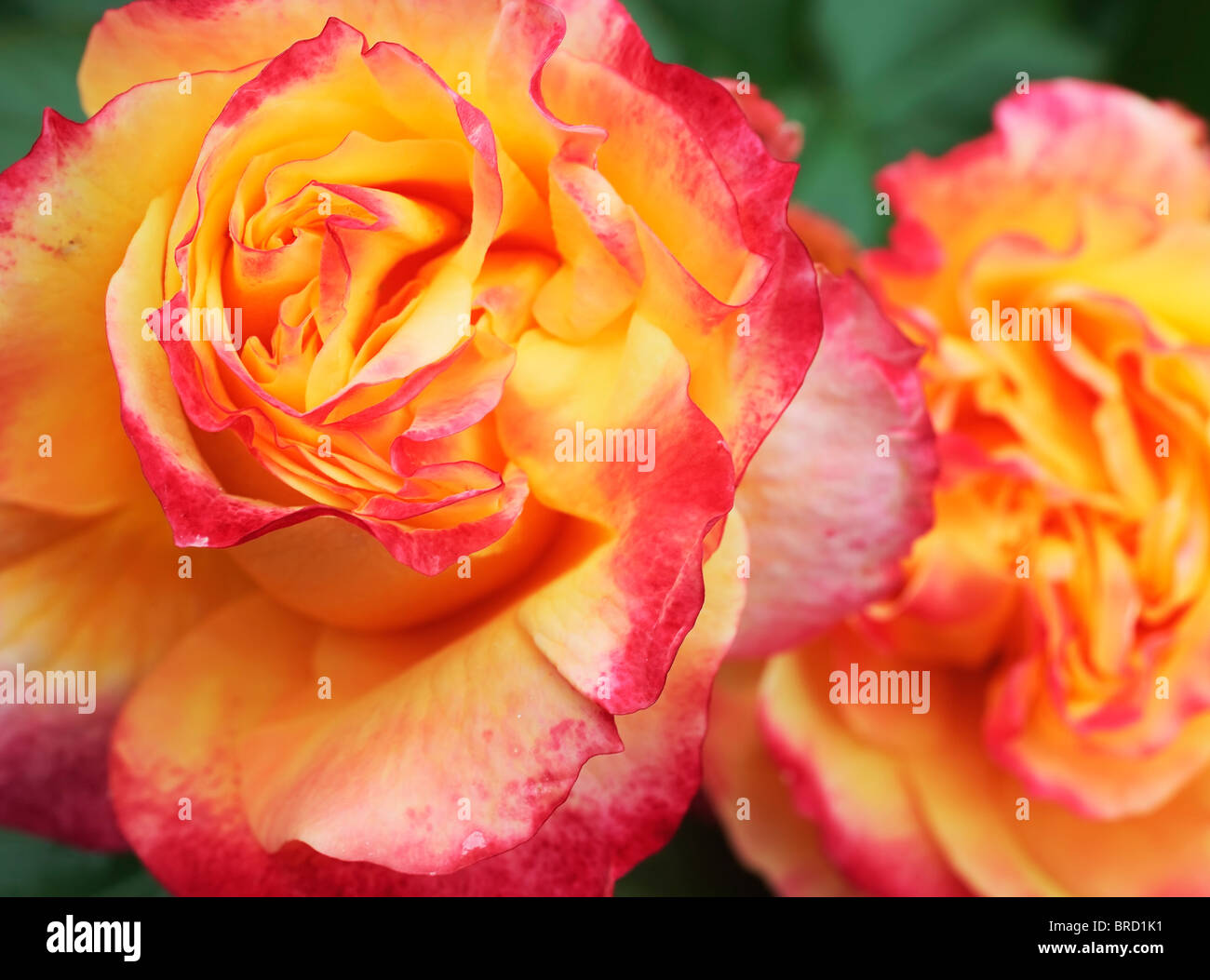 brightly colored roses in bloom Stock Photo - Alamy