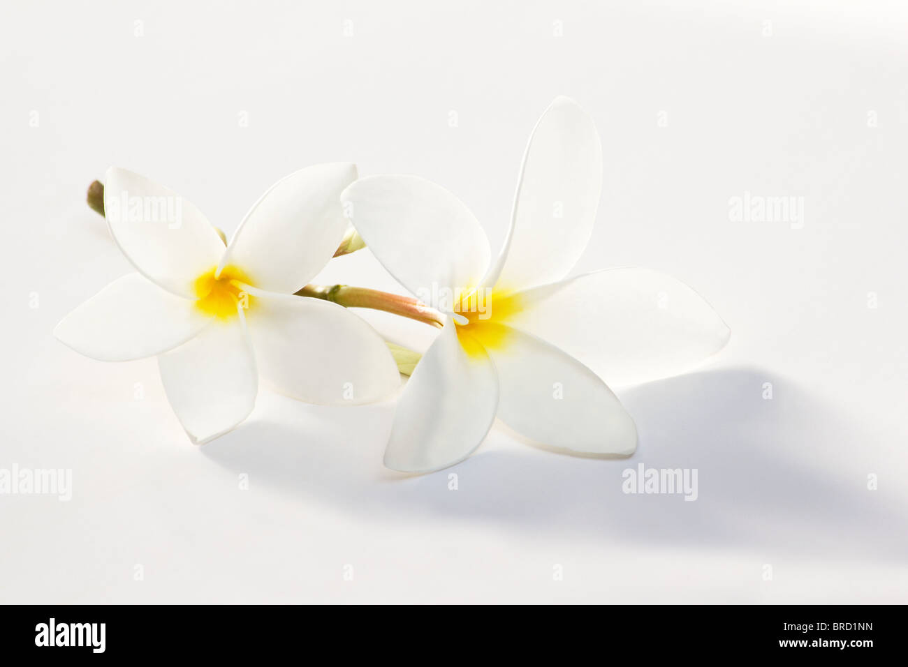 Jasmine flower hi-res stock photography and images - Alamy