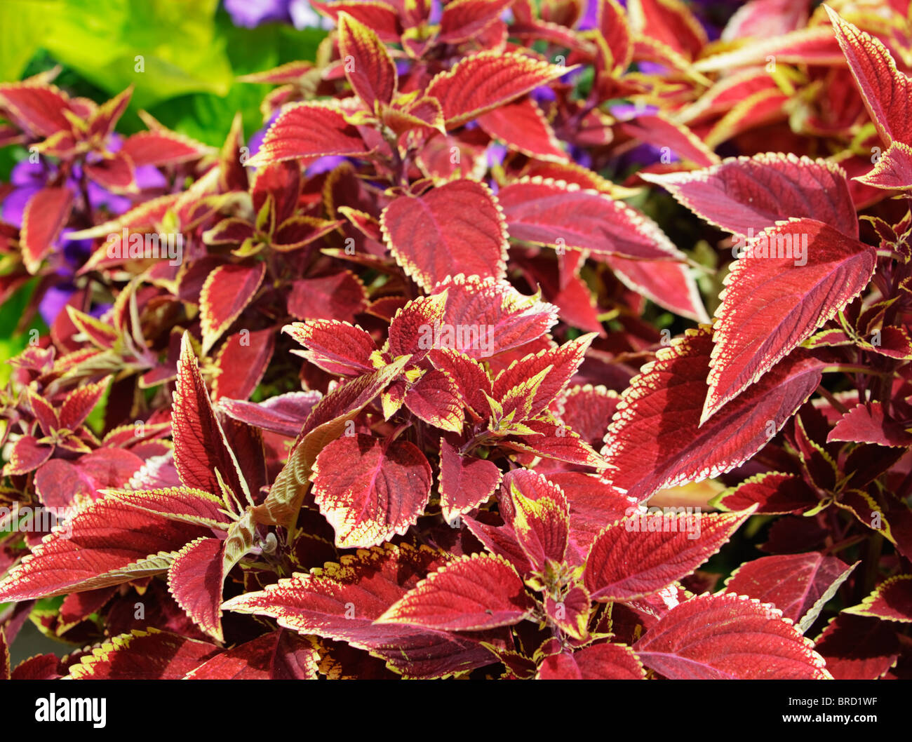 large coleus plant Stock Photo - Alamy