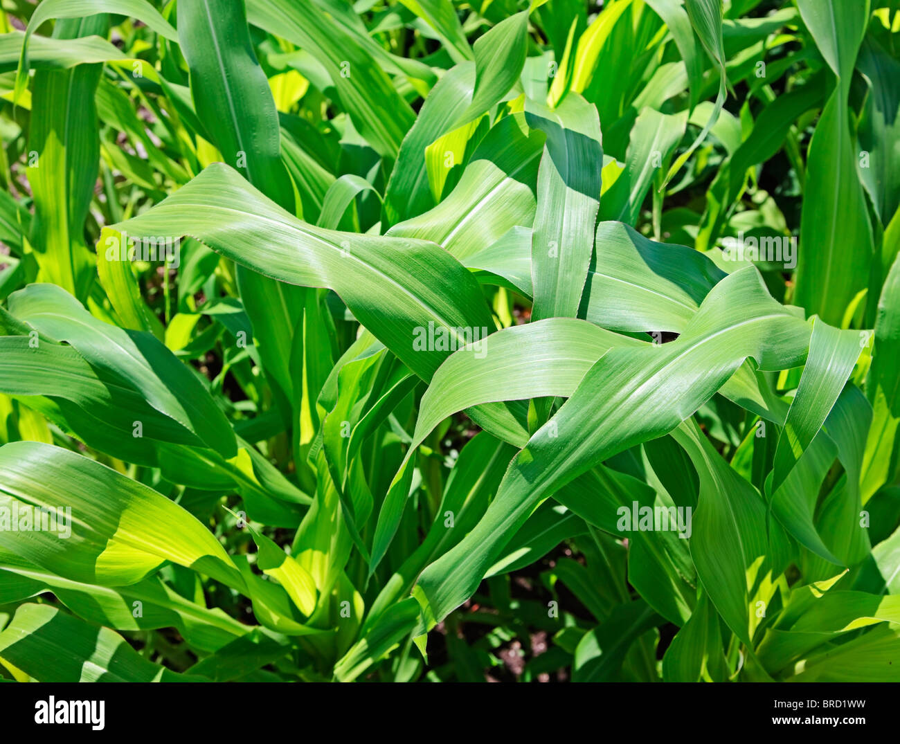 patch of young corn plants Stock Photo - Alamy
