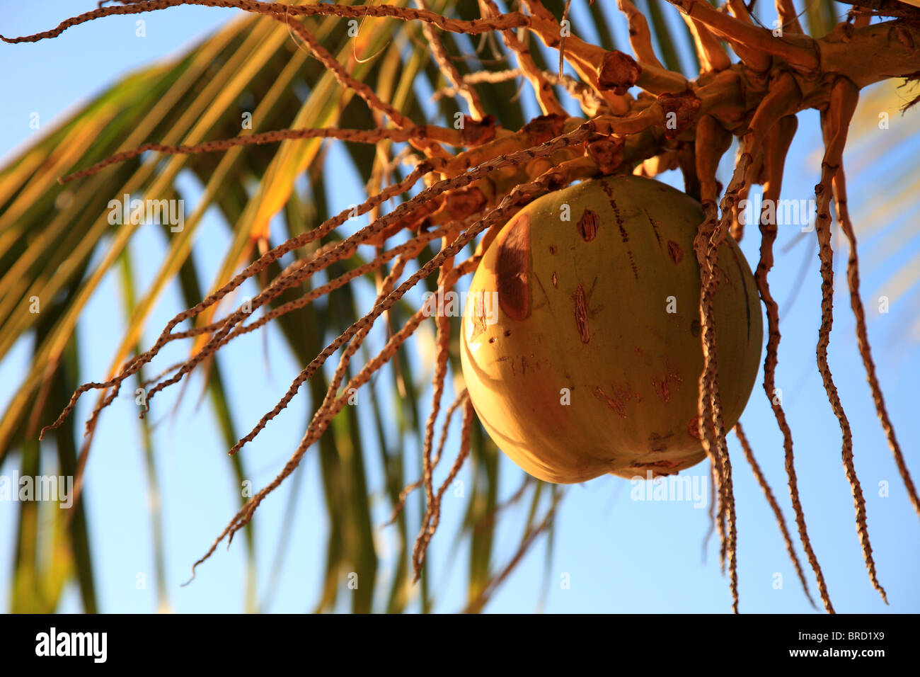Single coconut palm tree on hi-res stock photography and images - Alamy