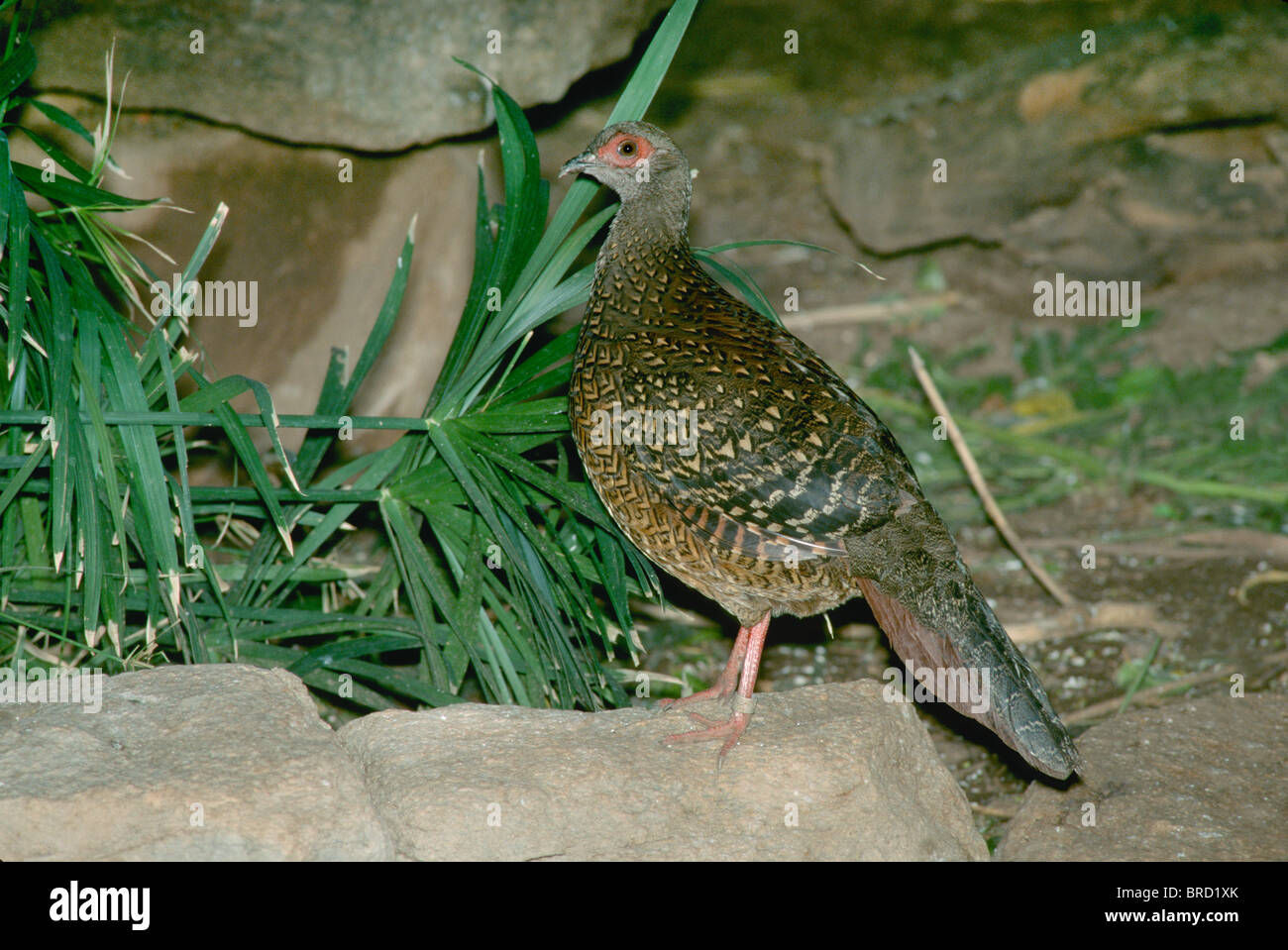 Crested fireback pheasant hi-res stock photography and images - Alamy