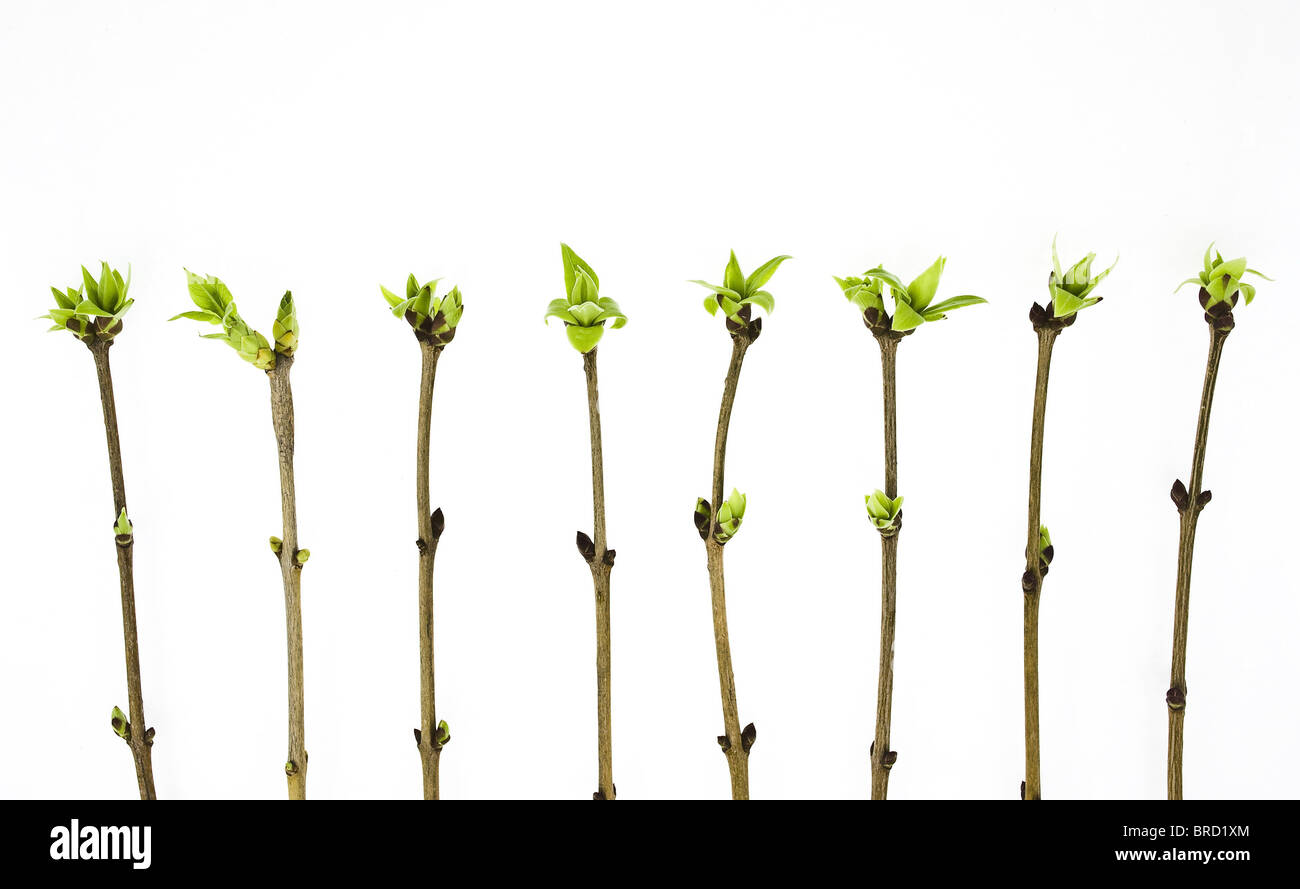 Branches lilac tree with spring buds isolated on white Stock Photo - Alamy
