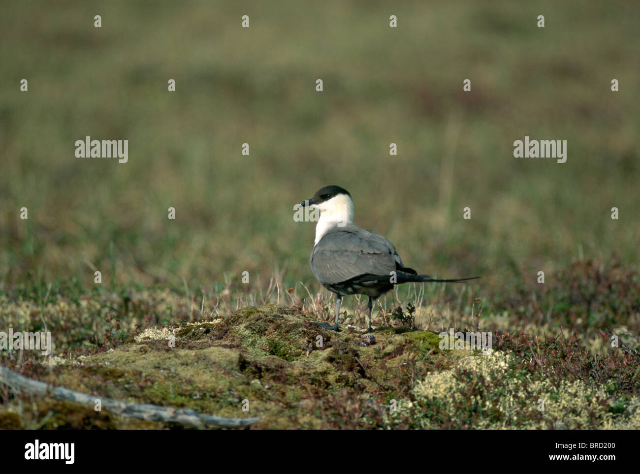 Long wings hi-res stock photography and images - Alamy