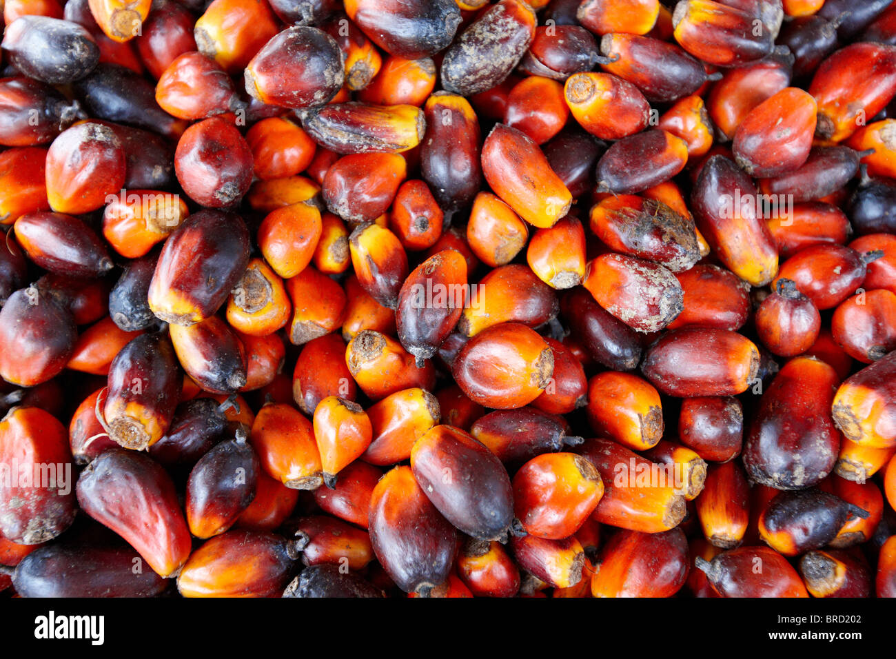 Palm fruit hi-res stock photography and images - Alamy