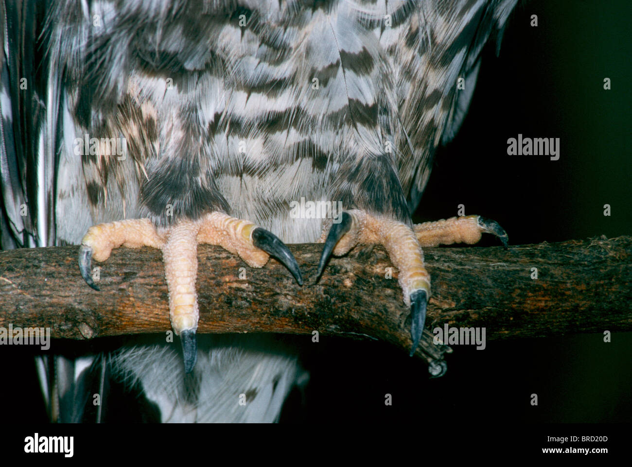 Rough-legged Hawk feet Stock Photo - Alamy