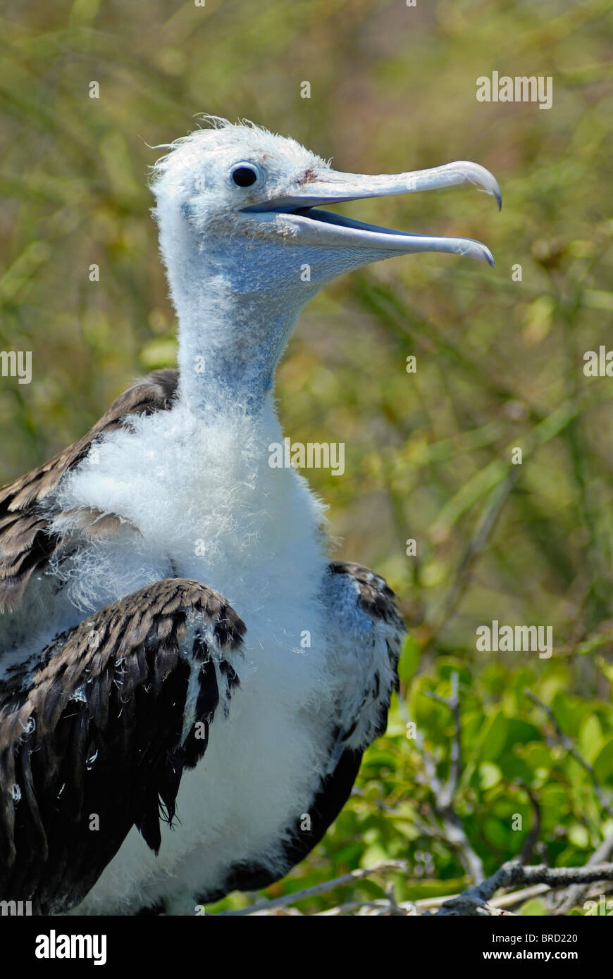 Great Frigate Bird High Resolution Stock Photography and Images - Alamy
