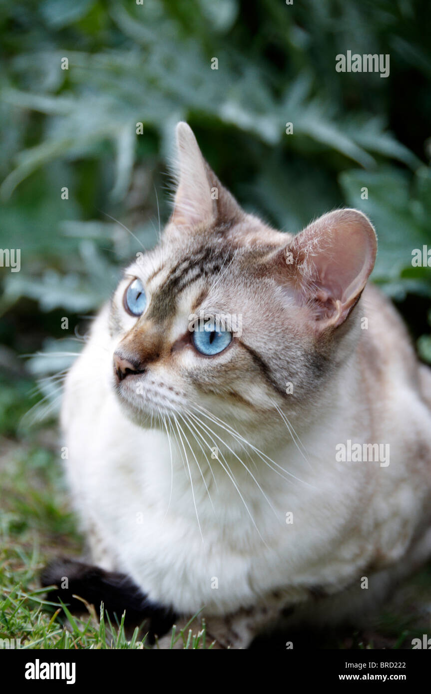 A Bengal cat outside in the garden Stock Photo - Alamy