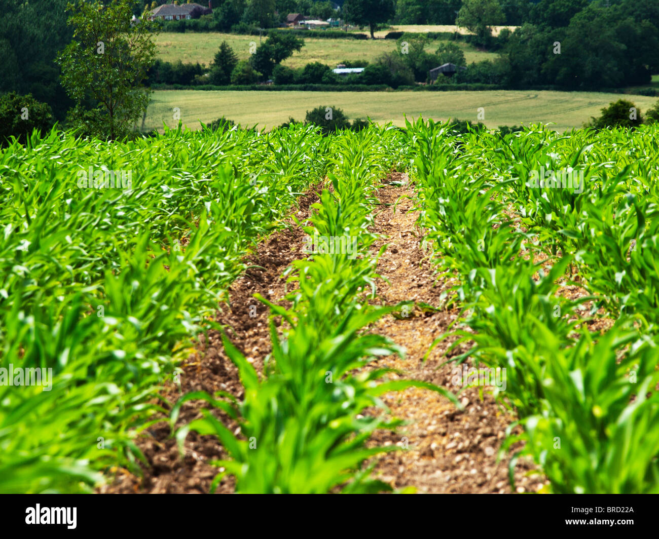 maize plants growing against blue sky Stock Photo - Alamy