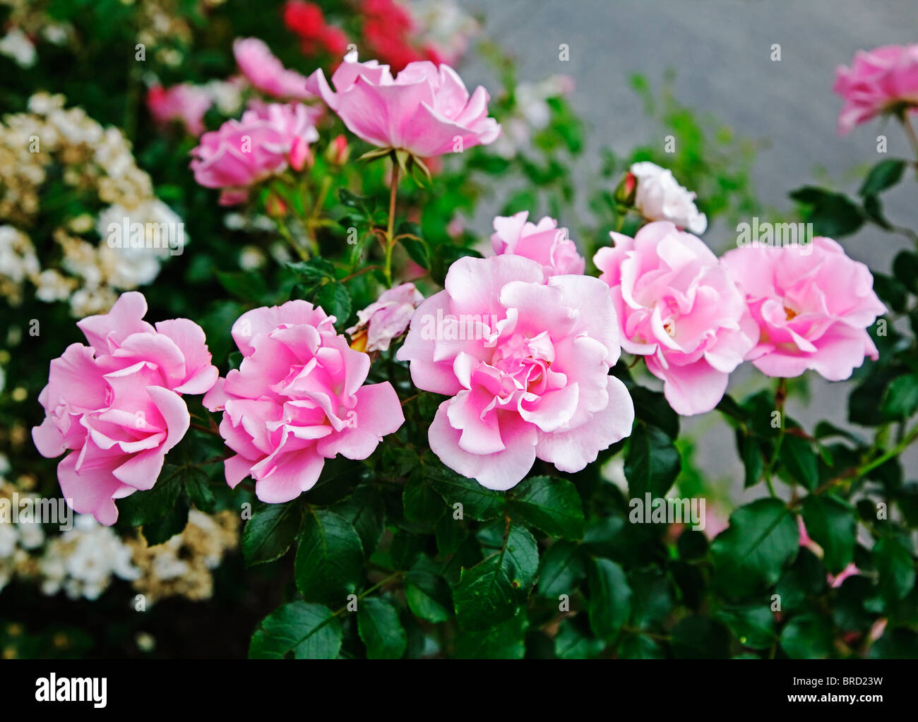 brightly colored roses in bloom Stock Photo - Alamy