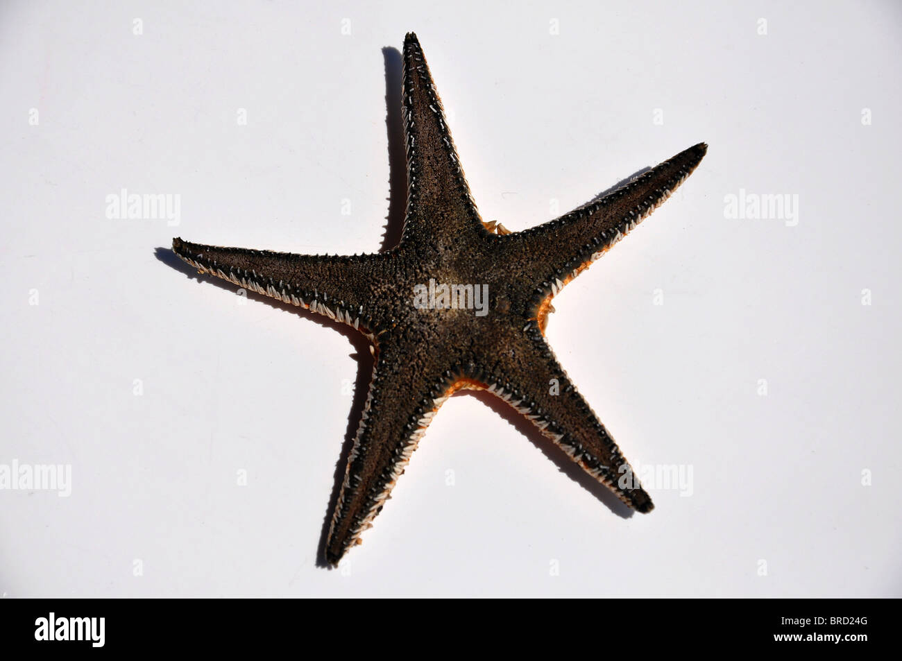 Starfish float hi-res stock photography and images - Alamy