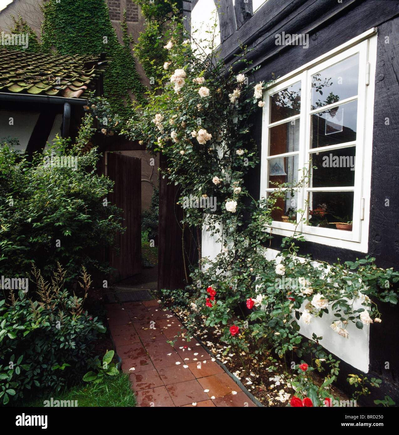 Cream climbing rose above window in old black+white timbered country ...