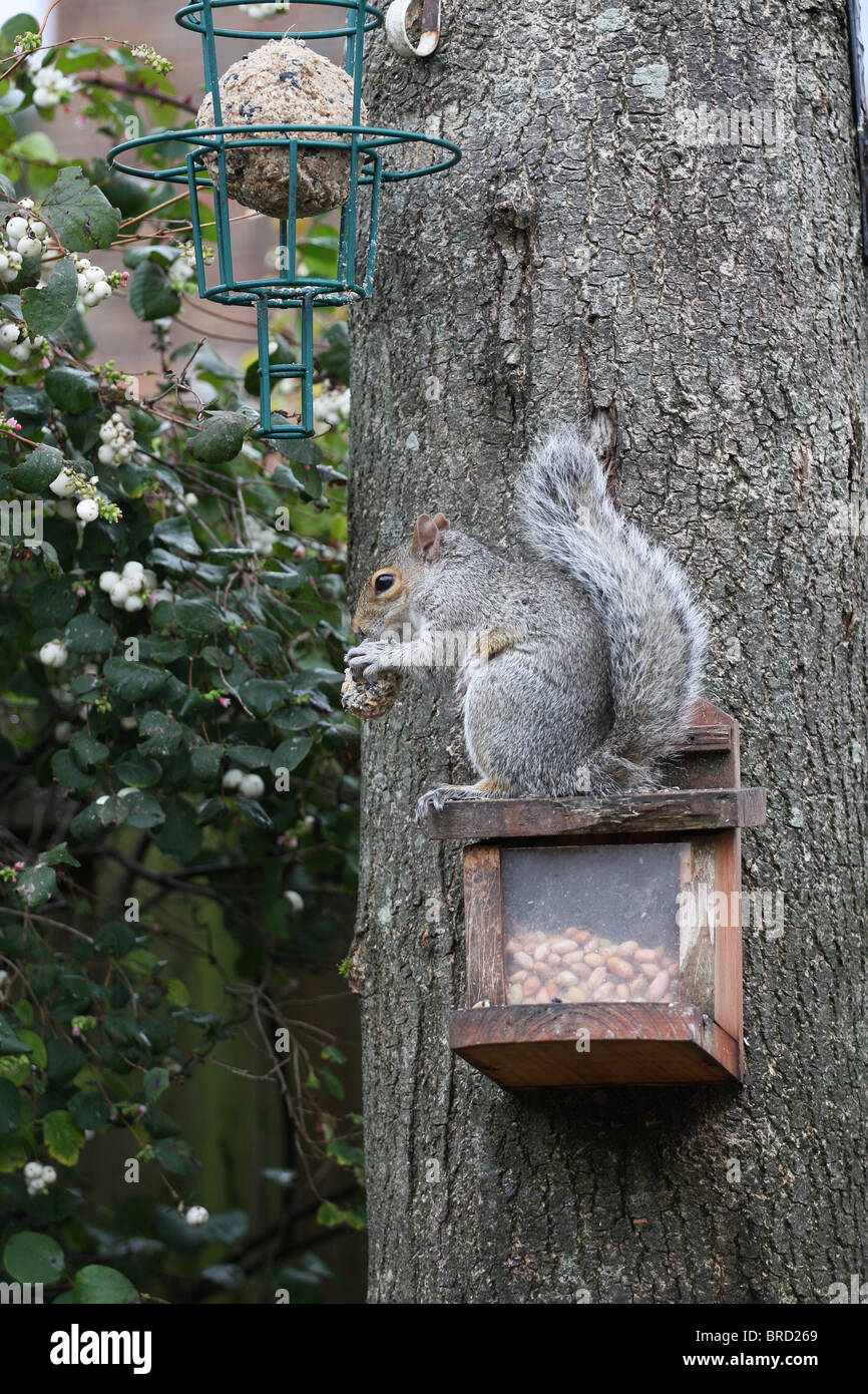 A grey squirrel eating a fat ball taken fron the bird feeder above her ...