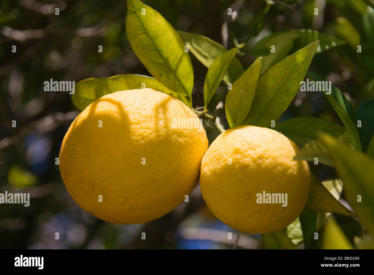 Lemon on lemon tree france hi-res stock photography and images - Alamy