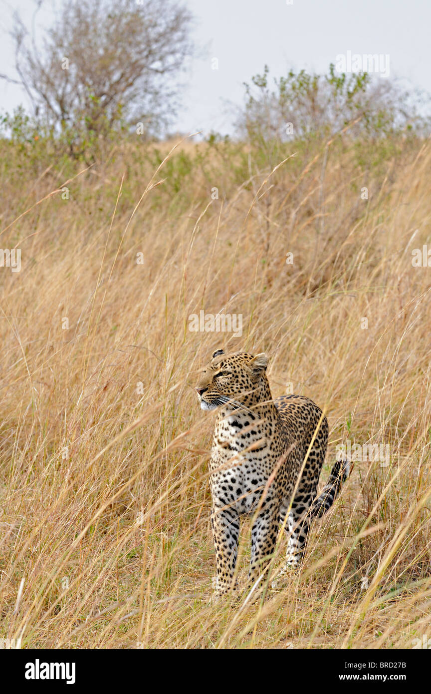African Leopard (Panthera pardus pardus) in the grasslands of Masai ...