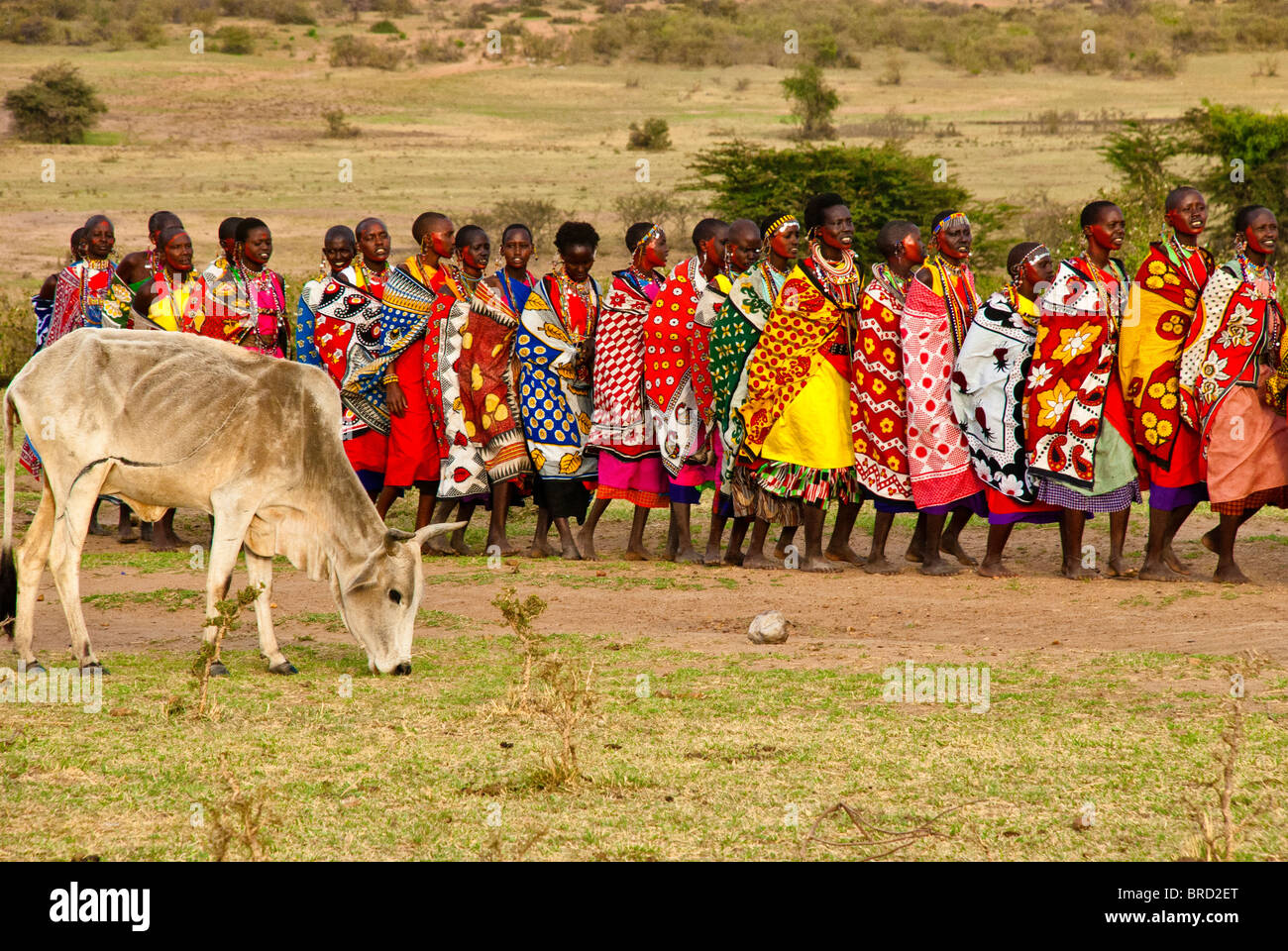 Masai women doing welcome dance with cattle grazing in the foreground ...