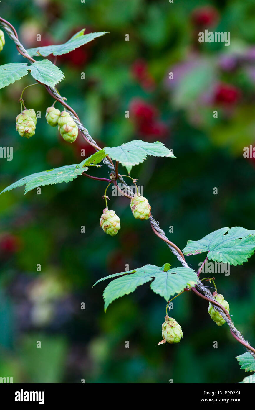 Hop picking kent uk hi-res stock photography and images - Alamy