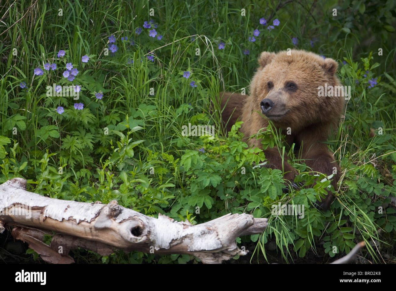 Brown bear resting in patch hi-res stock photography and images - Alamy