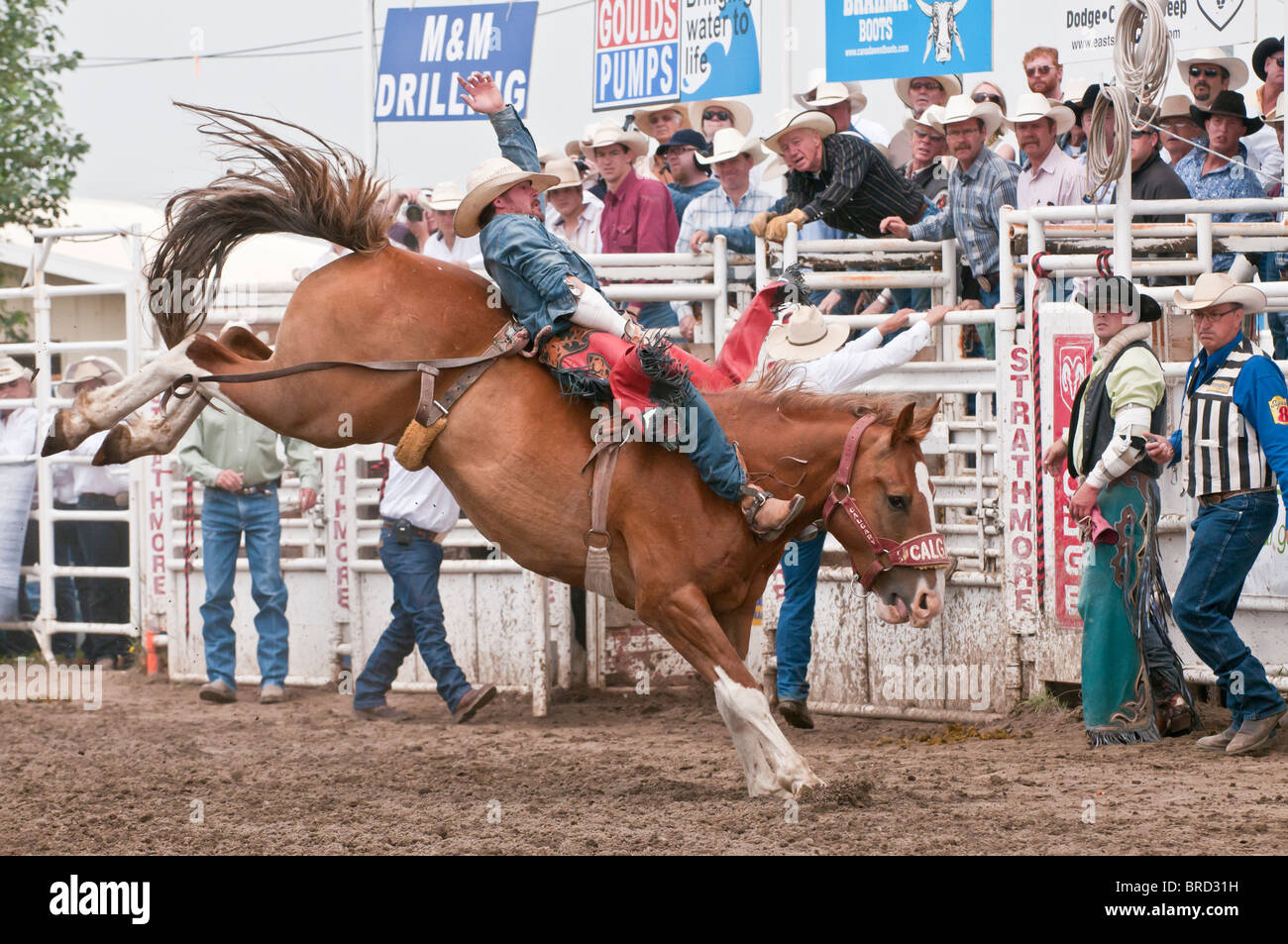 Alberta feral horses hi-res stock photography and images - Alamy